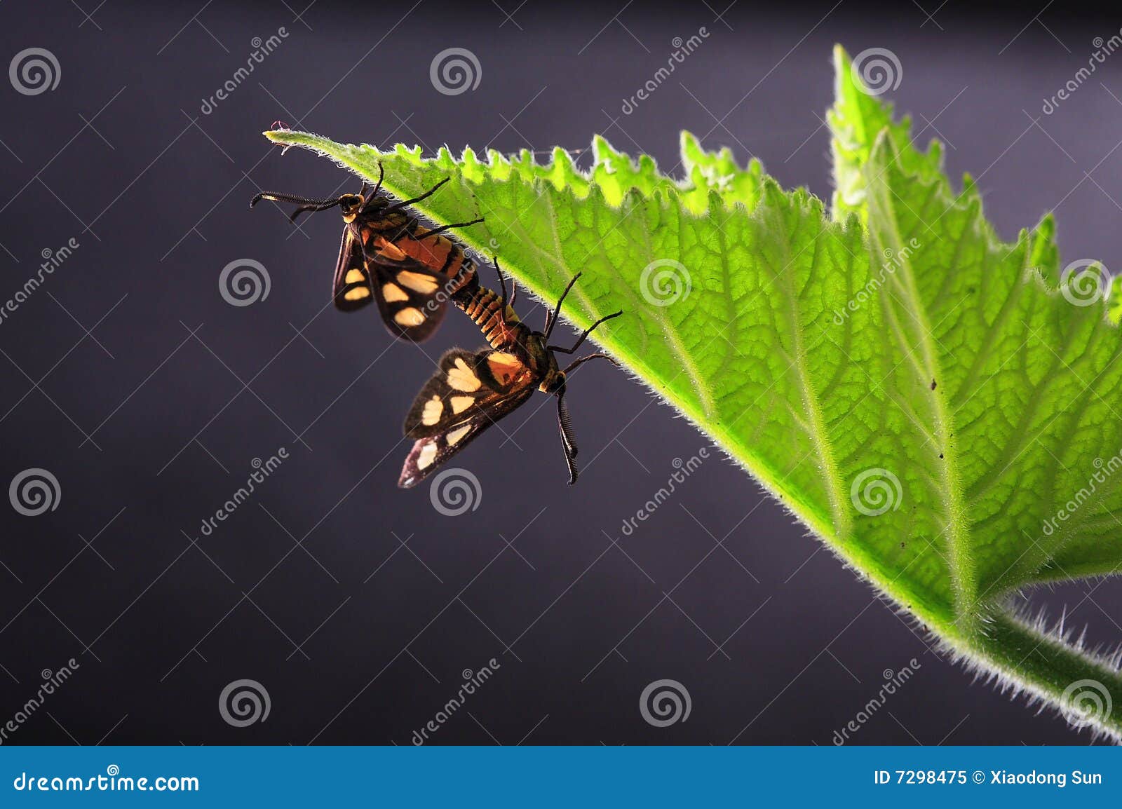 Moth mating stock image. Image of animal, antenna, close - 7298475