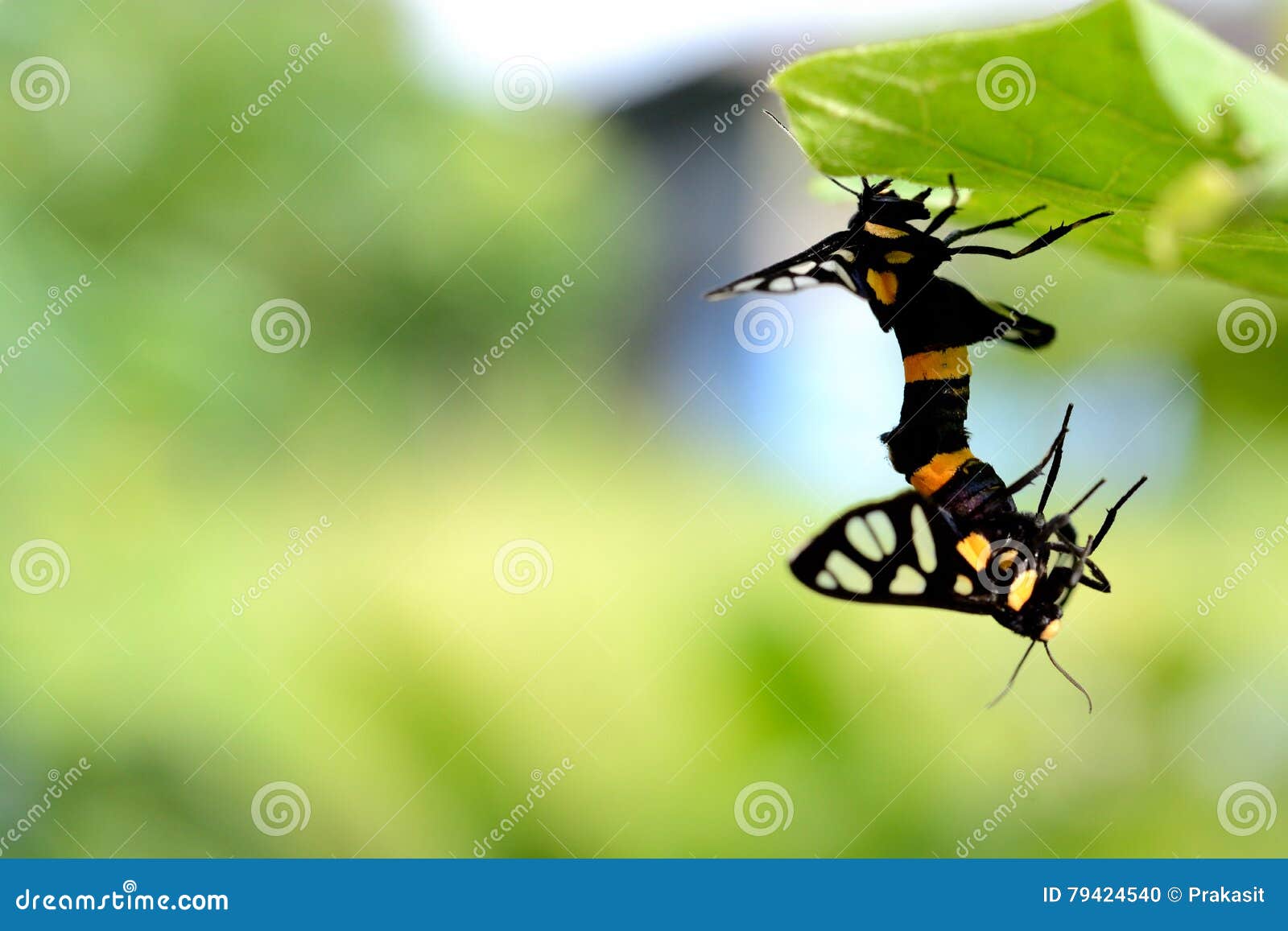 Moth are mating bouquet. stock photo. Image of macro - 79424540