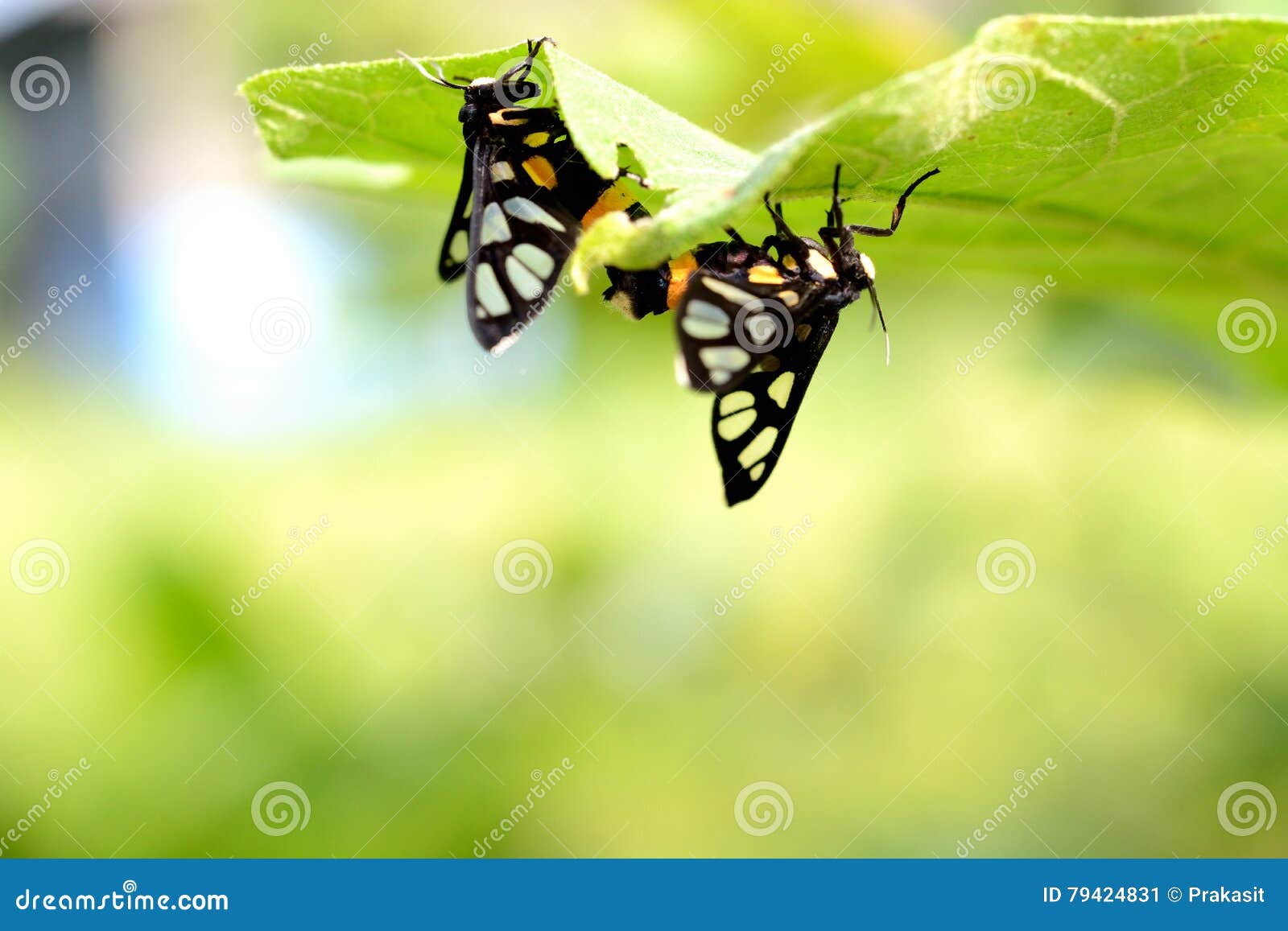Moth are mating bouquet. stock image. Image of female - 79424831
