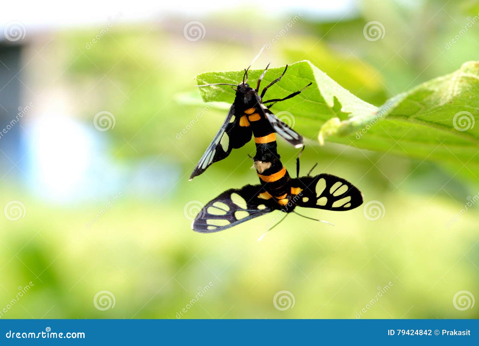 Moth are mating bouquet. stock photo. Image of detail - 79424842