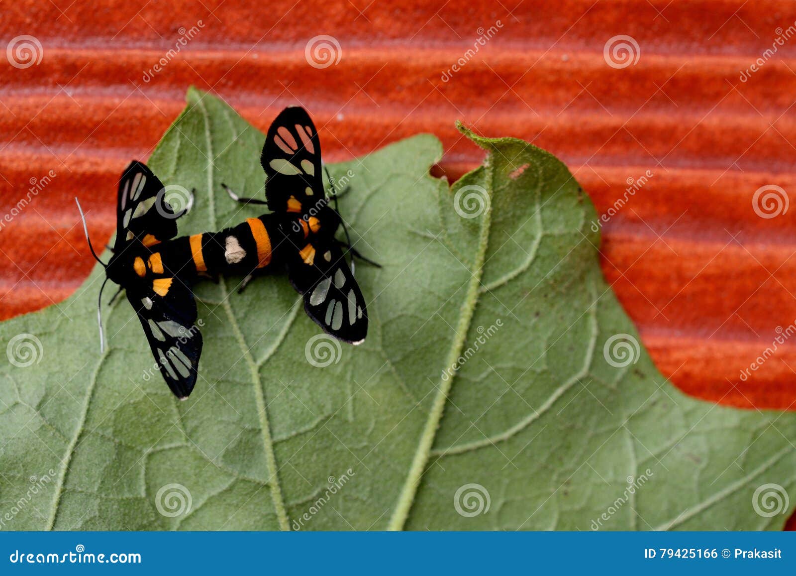 Moth are mating bouquet. stock photo. Image of reproductive - 79425166