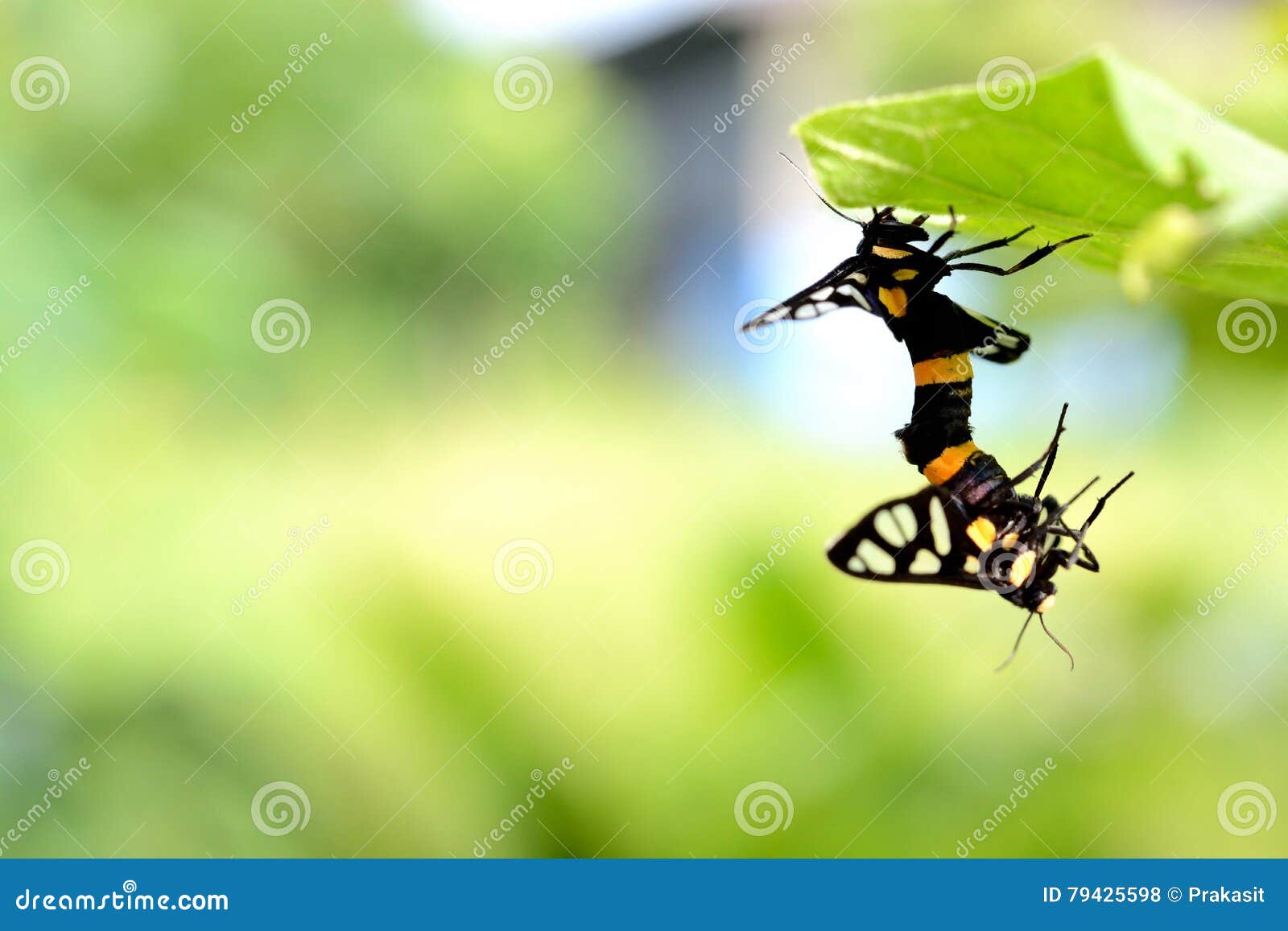 Moth are mating bouquet. stock photo. Image of butterfly - 79425598