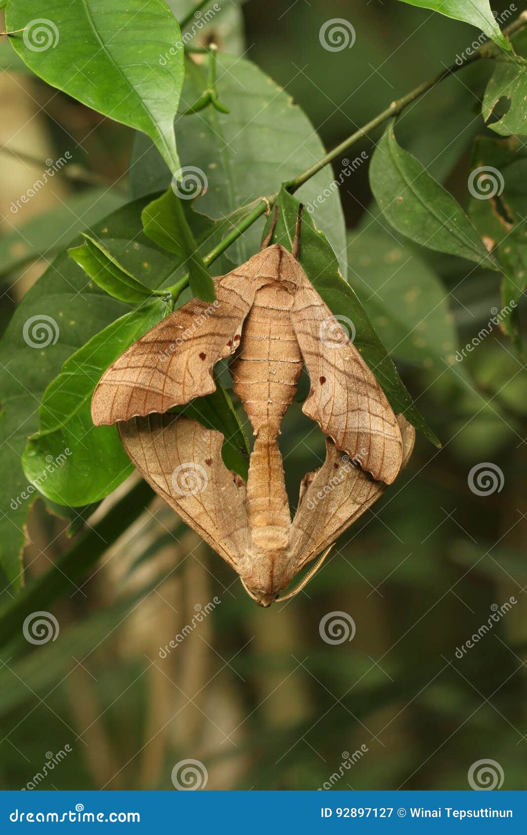 Moth mating stock image. Image of hairy, closeup, insect - 92897127