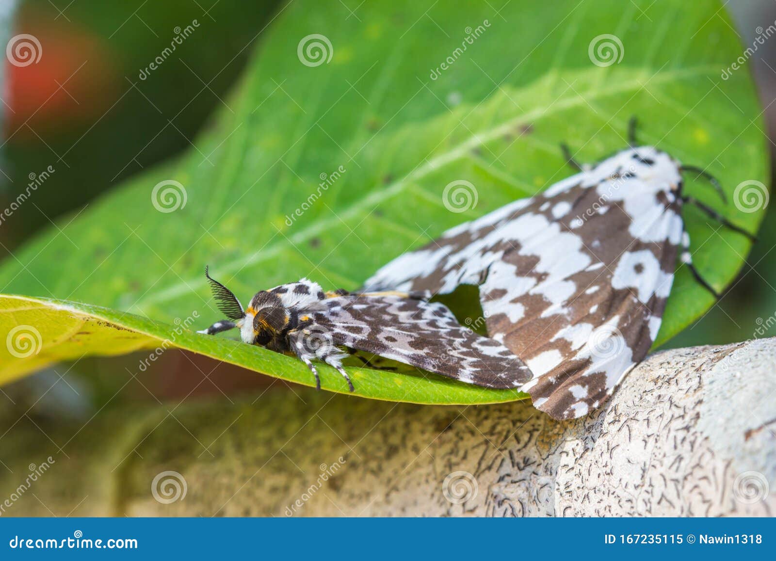 Moth mating on green leaf stock image. Image of garden - 167235115