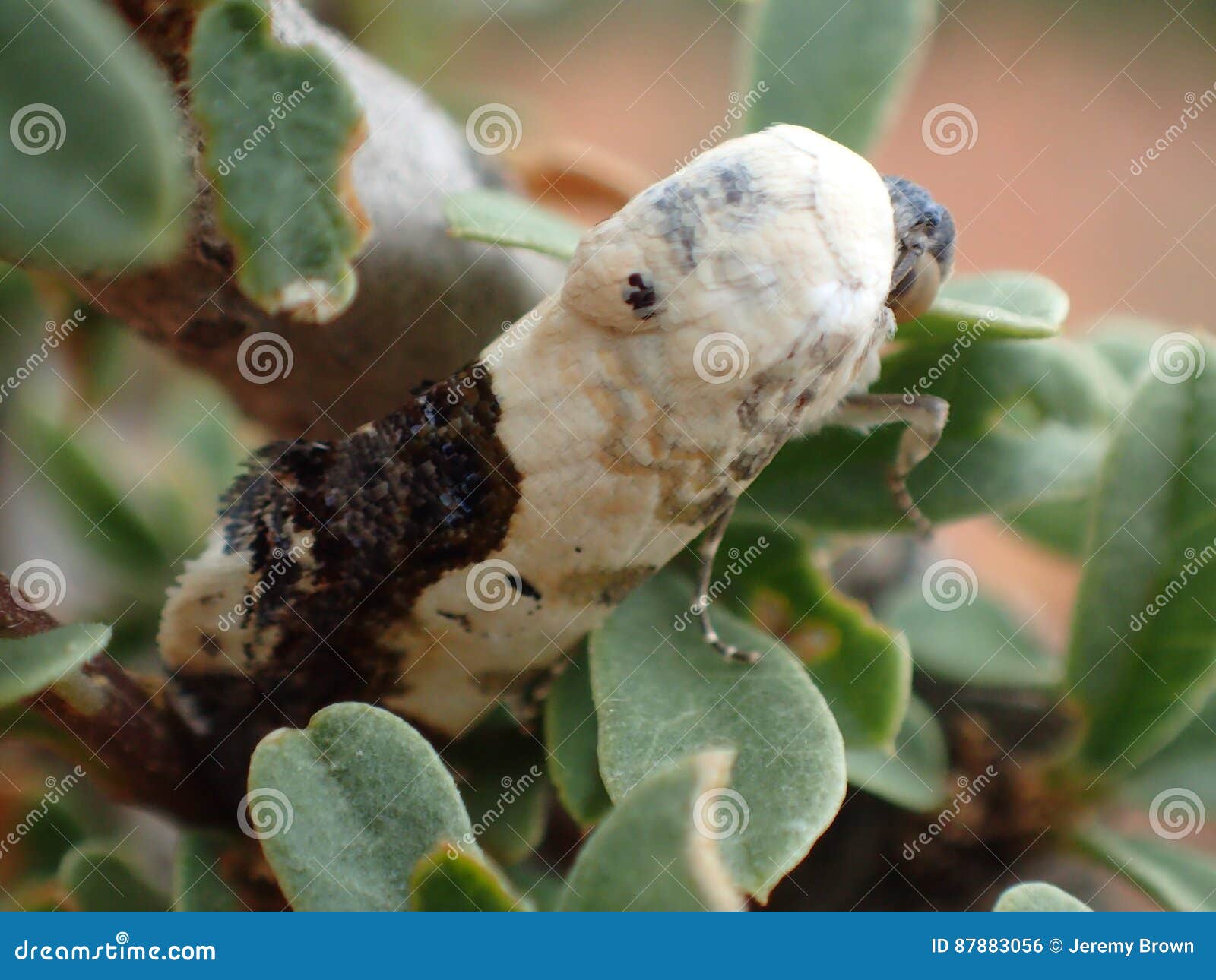 Lizard Droppings Stock Photos - Free & Royalty-Free Stock Photos from ...
