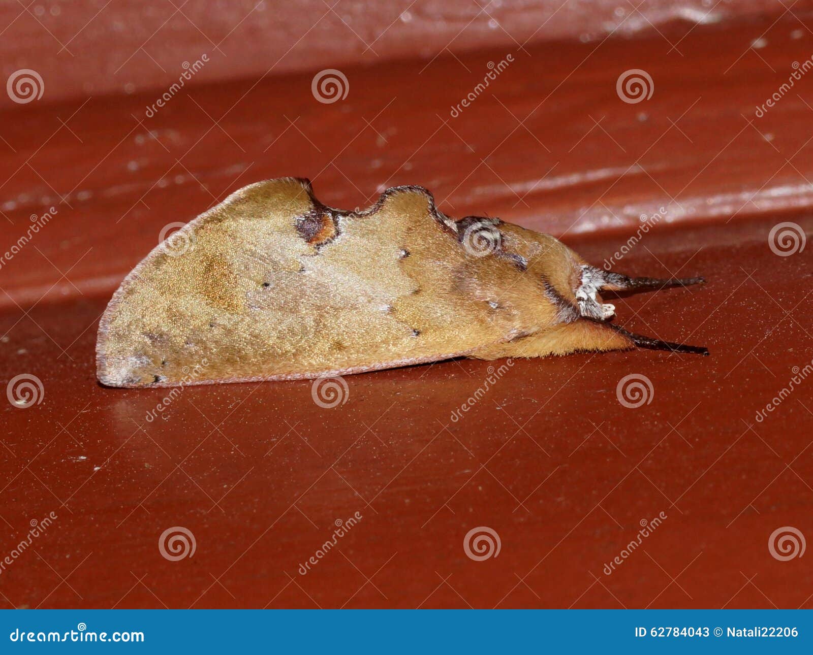 Moth mimicry Hemiceras sp. stock image. Image of insects - 62784043