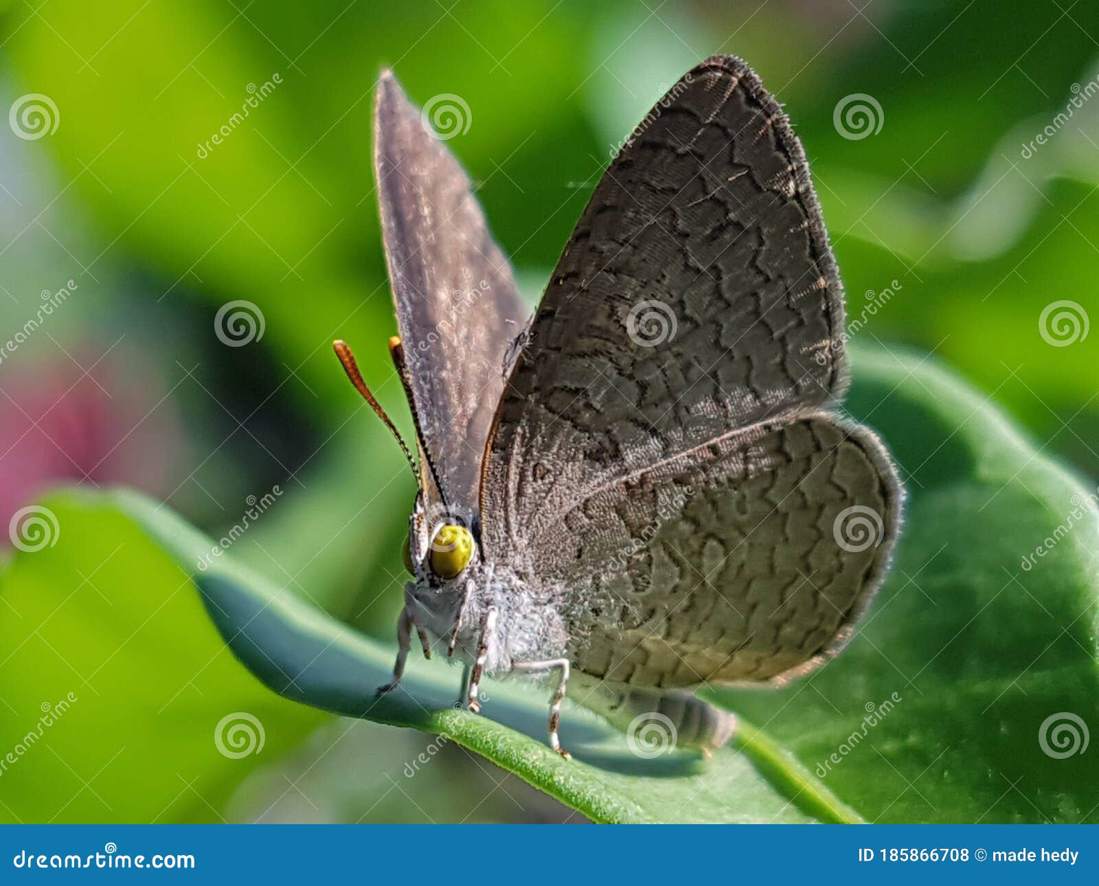 Moth Mini Beautiful Insect on Leaf 2 Stock Photo - Image of beautiful ...