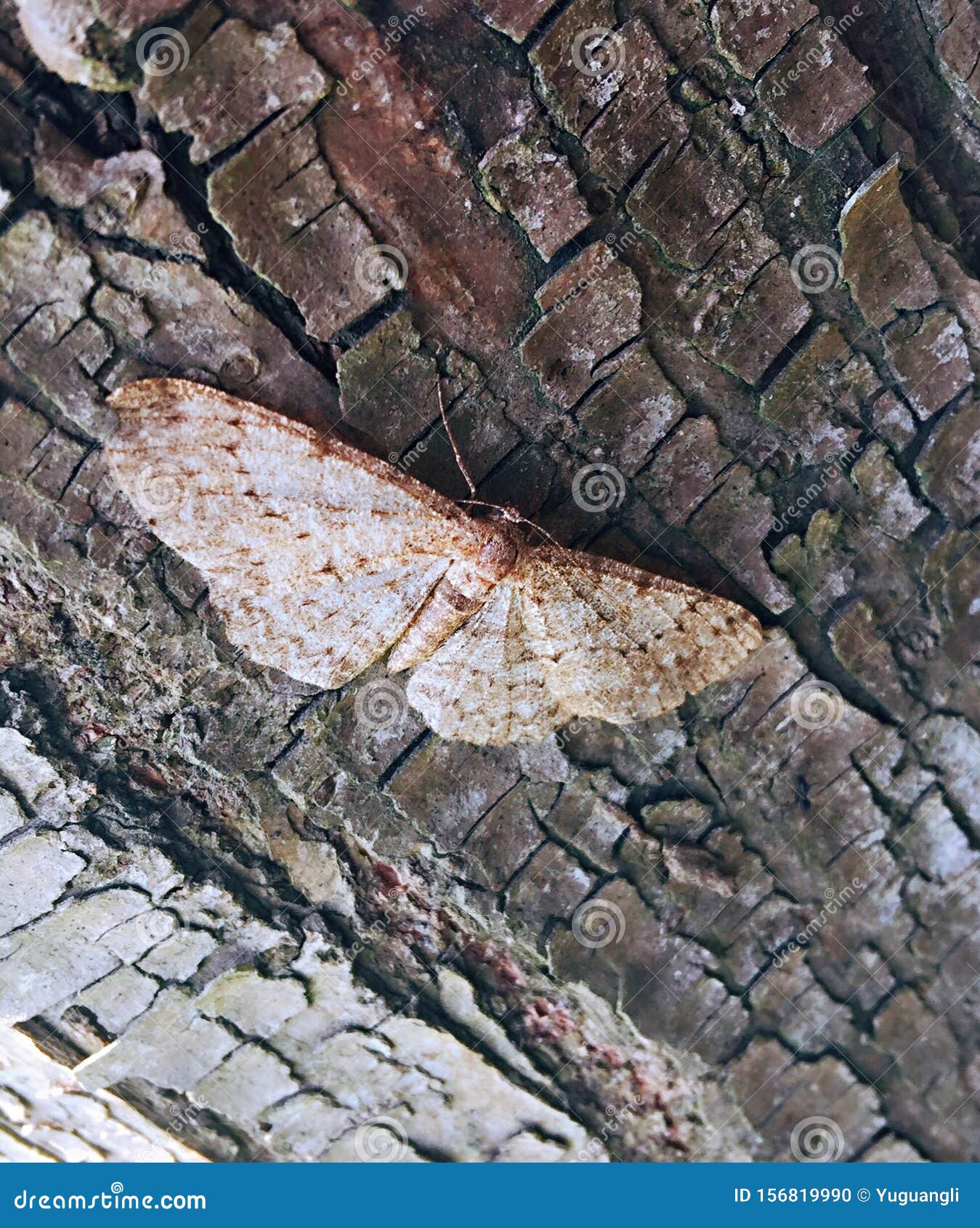 Moth stock photo. Image of bark, hide, camouflage, nature - 156819990