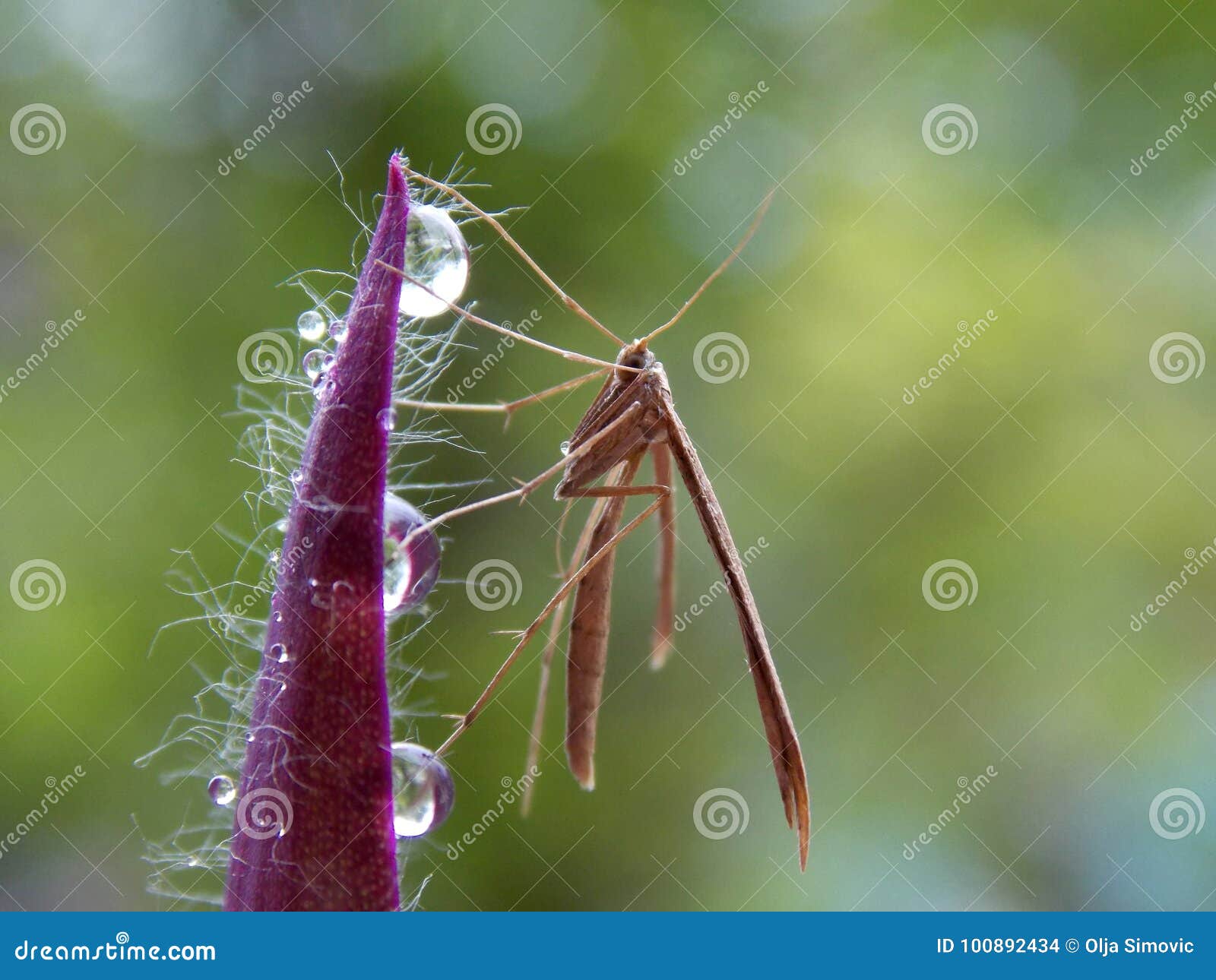 Moth stock photo. Image of invertebrate, insect, macro - 100892434
