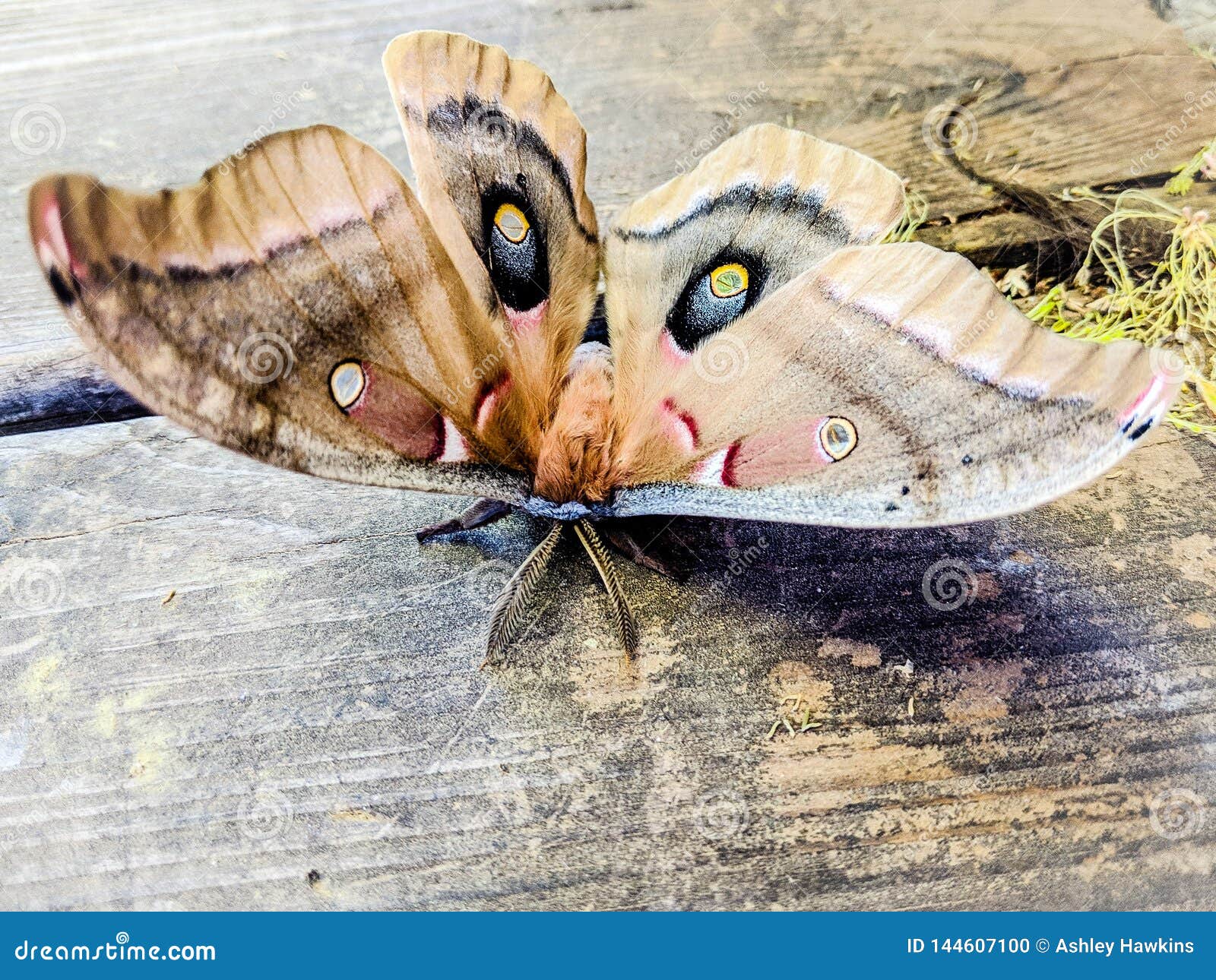 Moth stock photo. Image of moths, wings, nature, creature - 144607100