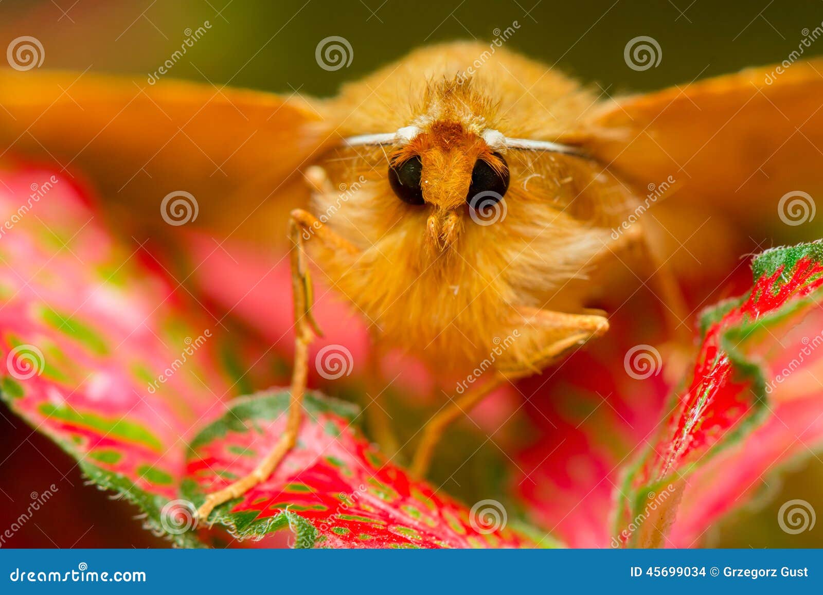 Moth stock photo. Image of micro, nature, moth, wild - 45699034