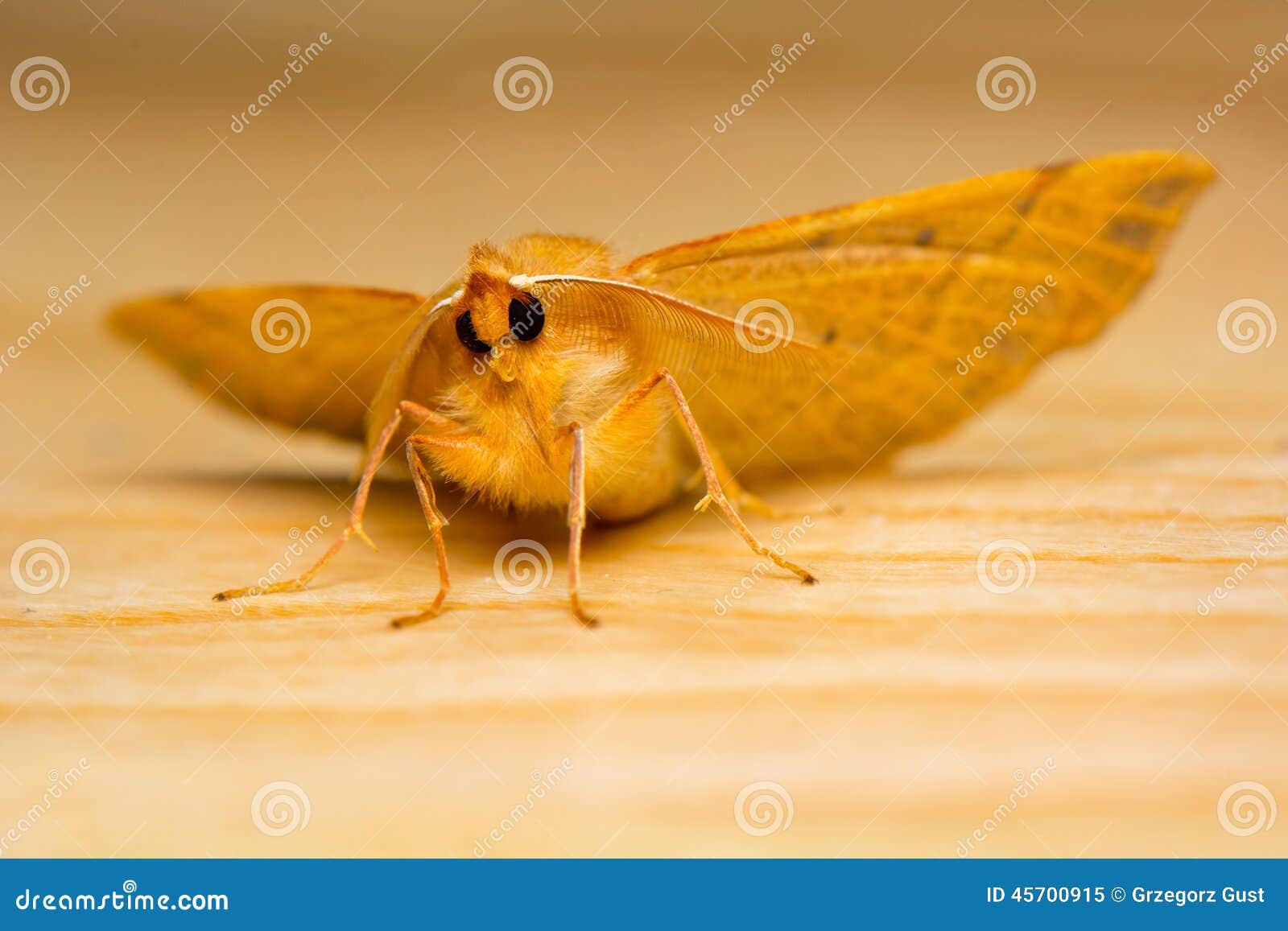 Moth stock image. Image of insect, macrophotography, micro - 45700915