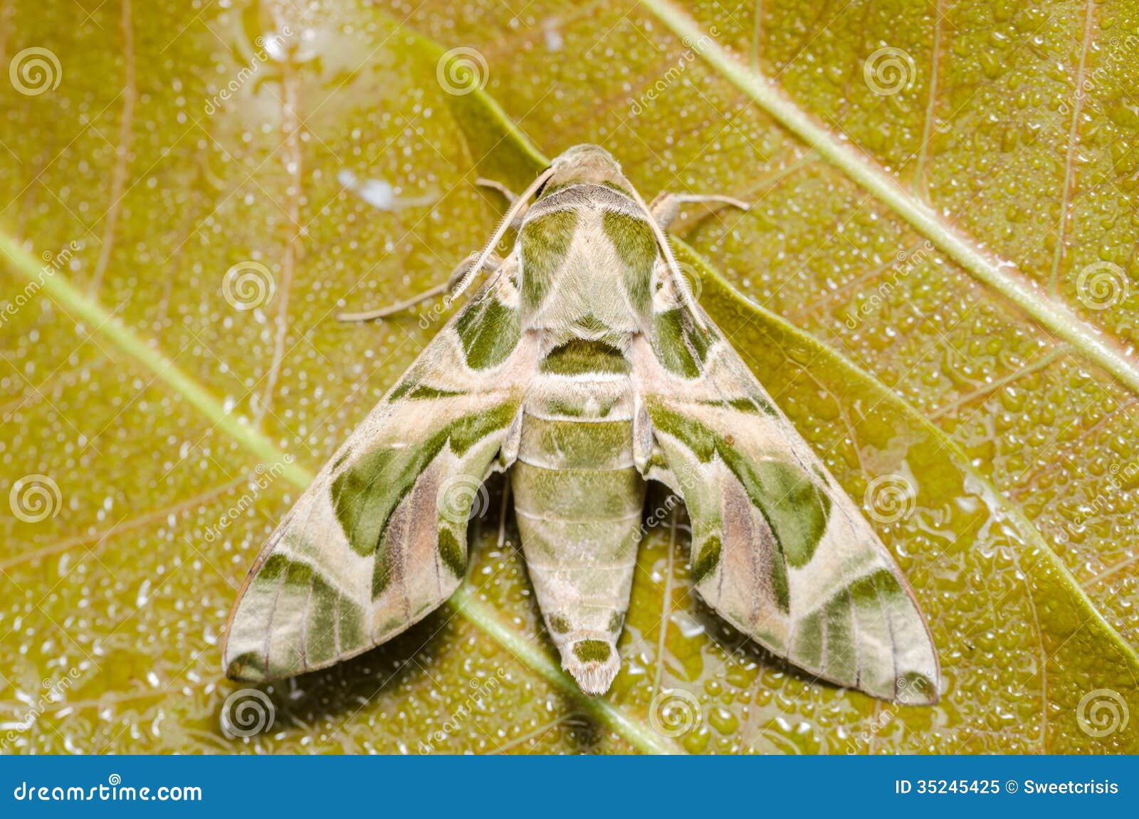 Moth in the nature stock image. Image of arthropod, shot - 35245425
