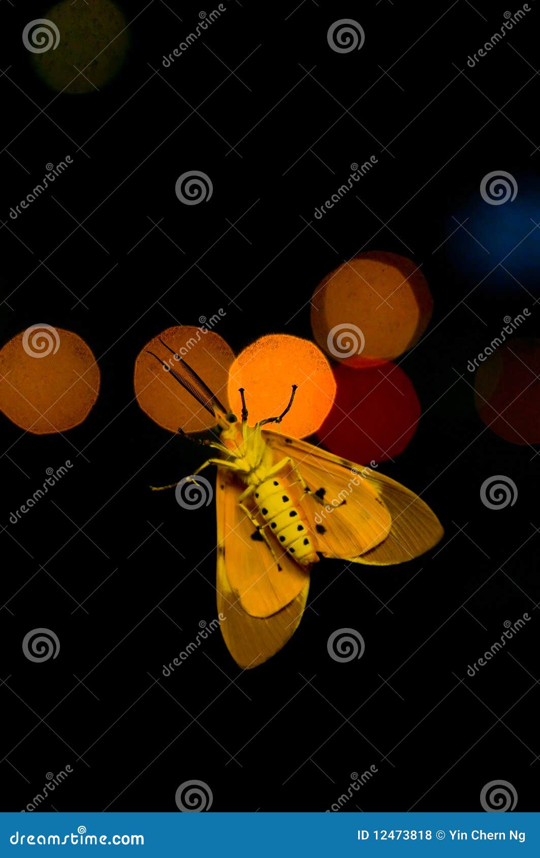Moth at night stock photo. Image of creepy, insect, biology - 12473818