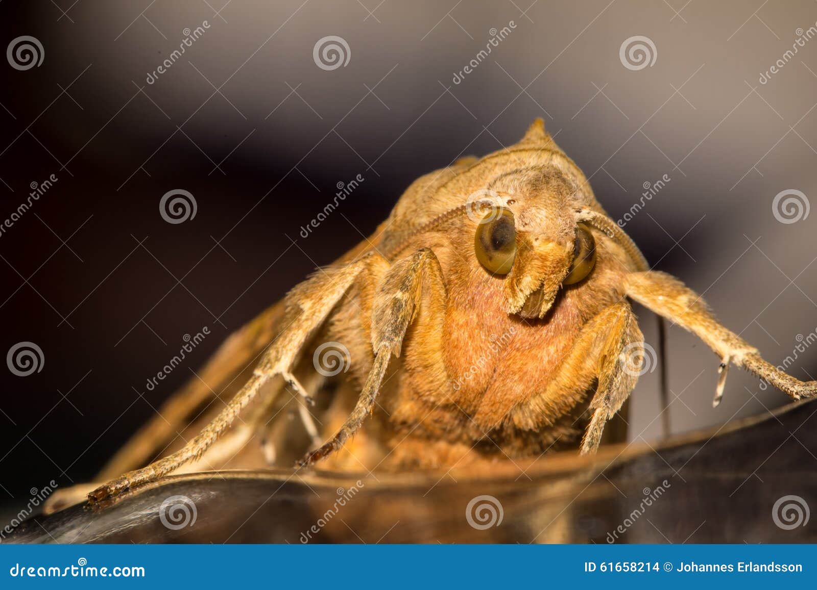 Moth on a office desk stock photo. Image of papilio, insect - 61658214