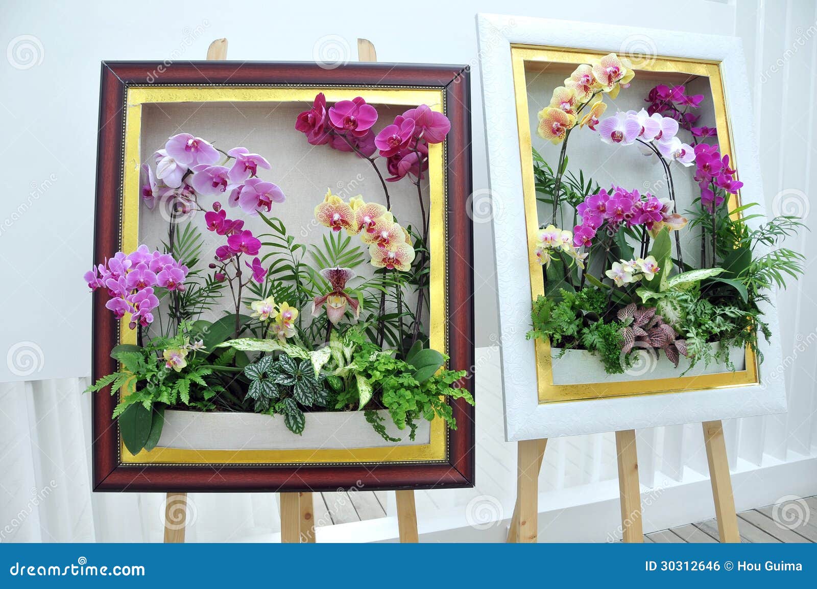 Moth orchid in the frame stock photo. Image of houseplant - 30312646