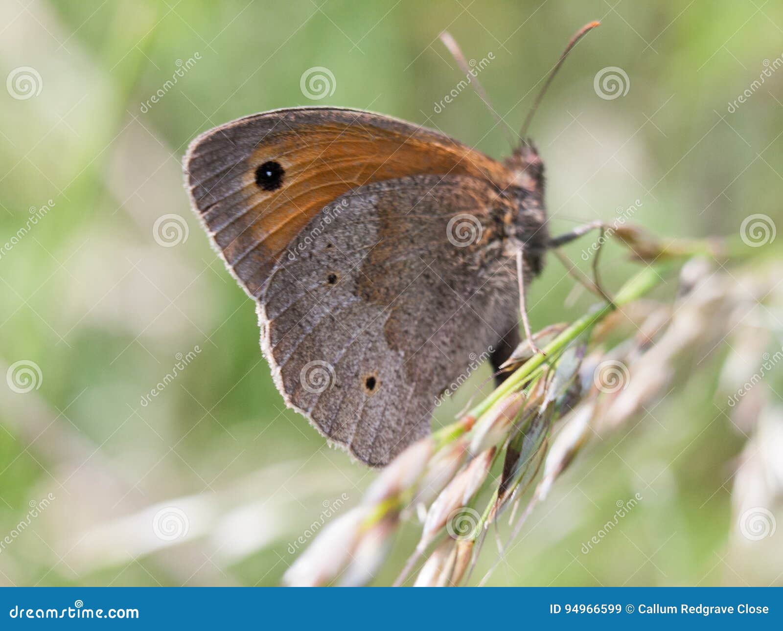 Moth Outside Close Up Macro Stock Image - Image of insect, growth: 94966599