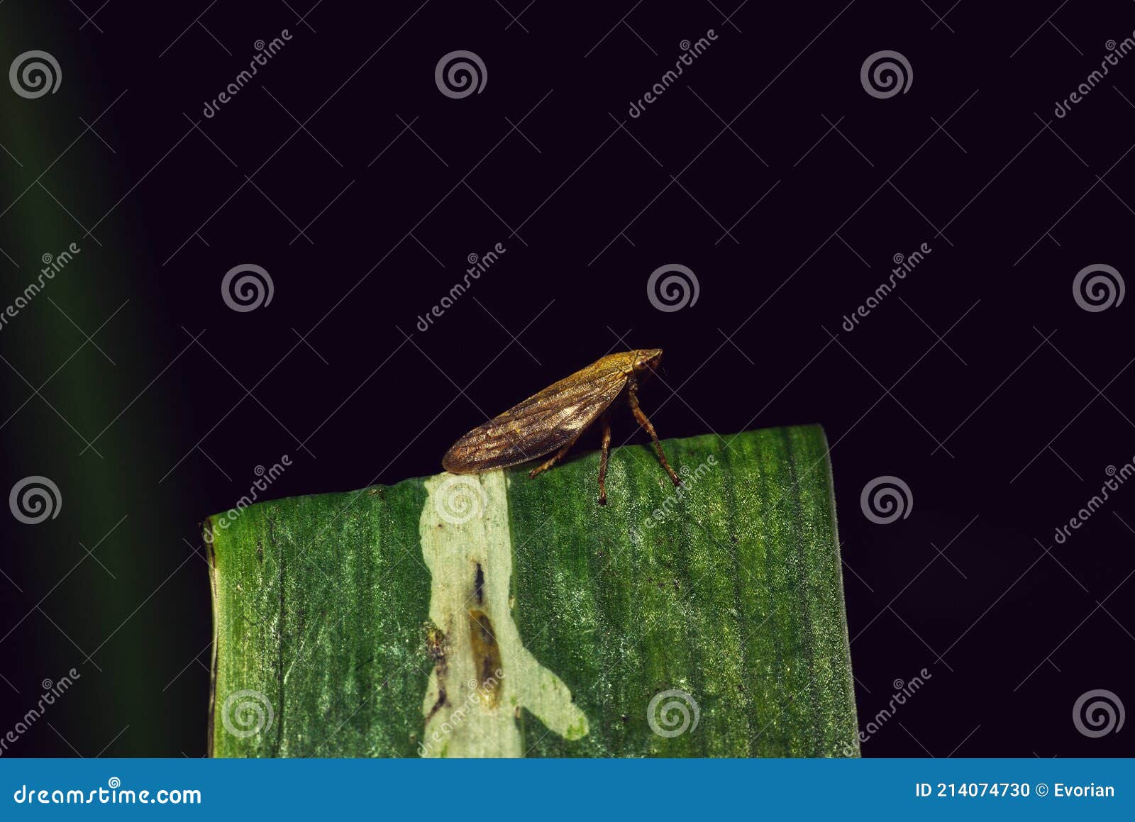 Moth over the edge of leaf stock photo. Image of beauty - 214074730