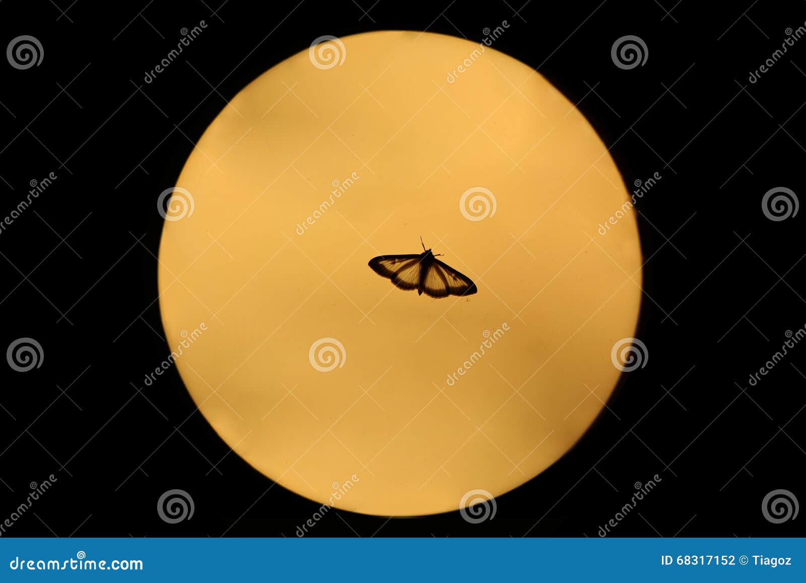 A moth over a glass stock photo. Image of lamp, yellow - 68317152