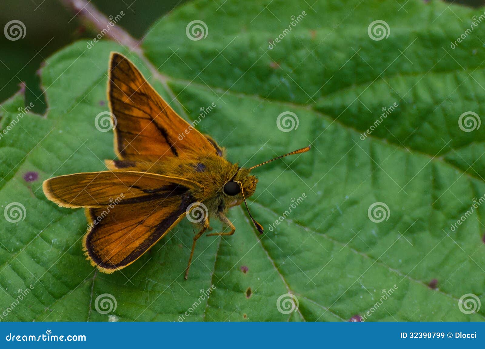 Moth stock image. Image of fauna, insects, entomology - 32390799
