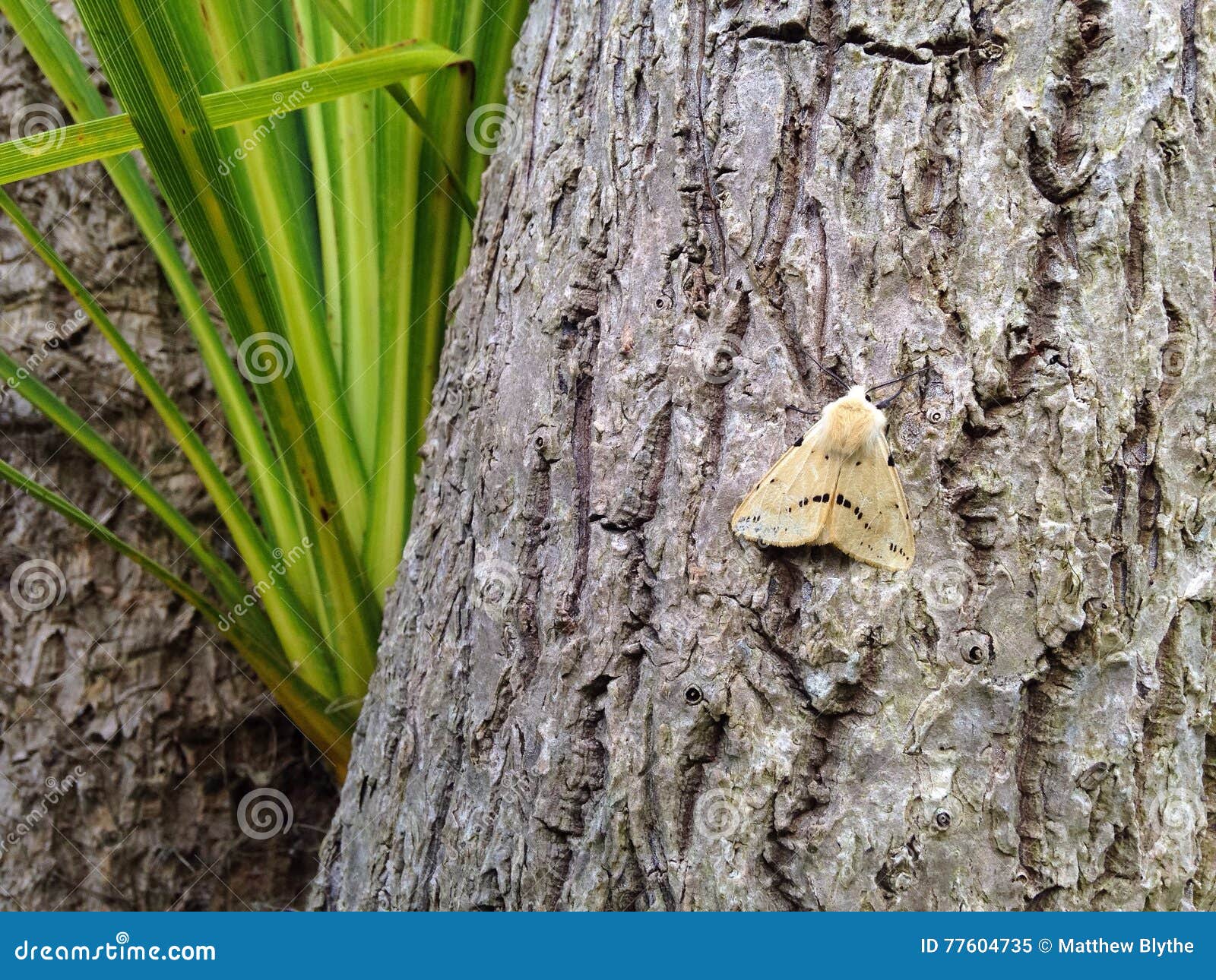 Moth on Palm Tree stock image. Image of palm, green, insect - 77604735