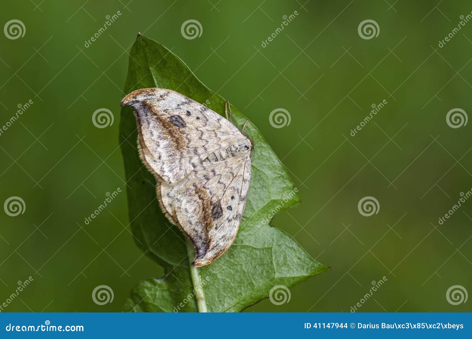 Moth stock photo. Image of falcataria, outdoor, moth - 41147944