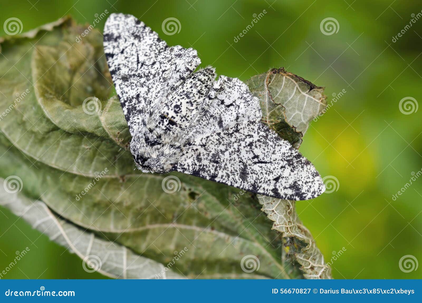 Peppered Moth (Biston Betularia) On Lichen Covered Bark Royalty-Free ...
