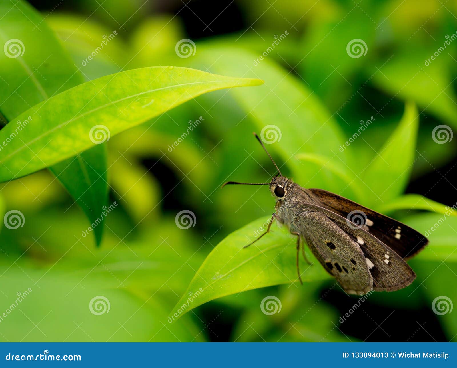 Moth Perched on the Green Leaf Stock Image - Image of butterfly, grass ...