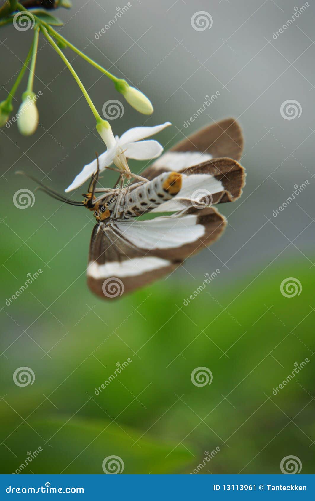 Moth Pollenating Shui Mei Flower Stock Image - Image of leaf, shui ...