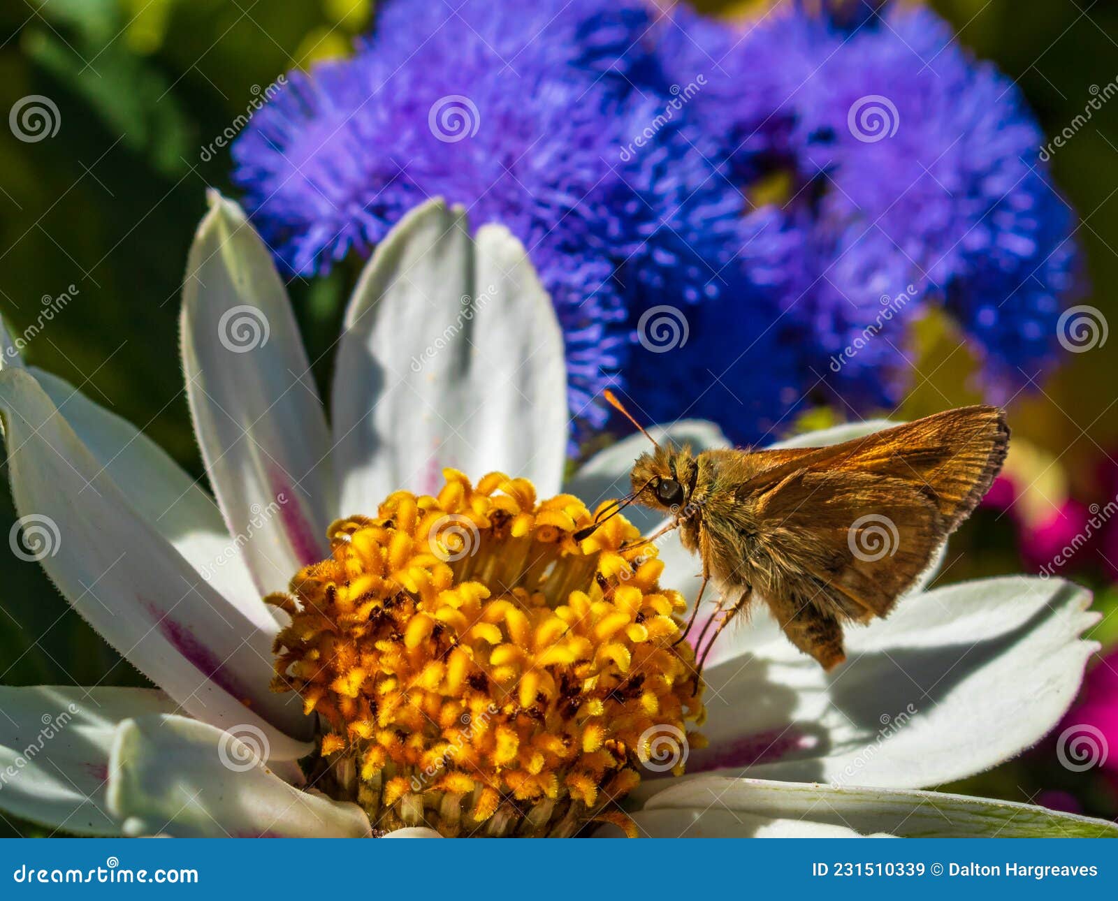 Moth Pollinating a Daisy in Front of of Beautiful Purple Flowers Stock ...