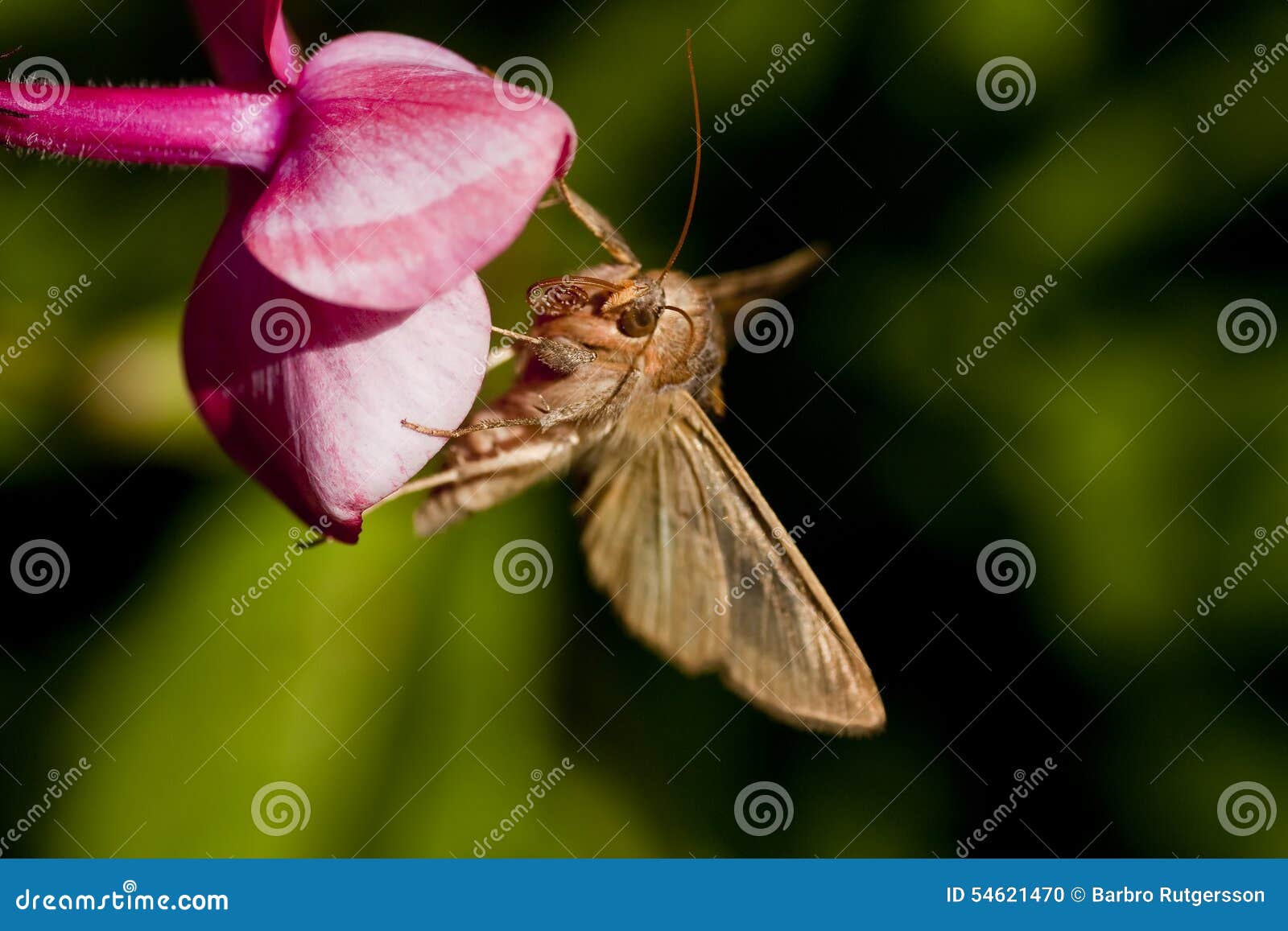 Moth stock photo. Image of animals, pollen, pollinates - 54621470