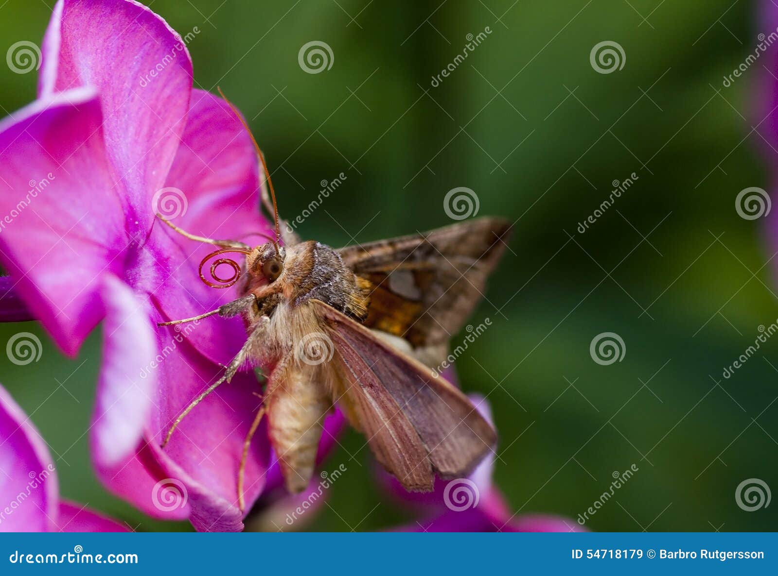 Moth stock image. Image of butterfly, pollinating, flower - 54718179