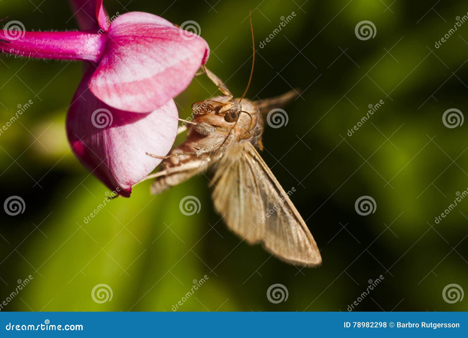 Moth stock photo. Image of flower, pollinates, flowering - 78982298