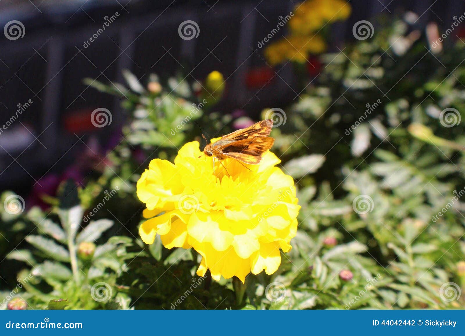 490 Pollinating Moth Stock Photos - Free & Royalty-Free Stock Photos ...