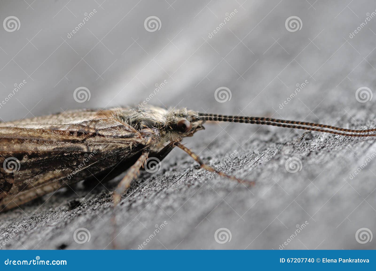 Moth. stock photo. Image of wings, looking, crawling - 67207740