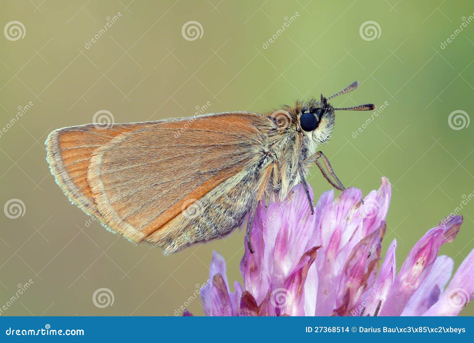 Moth. Profile. stock photo. Image of hairy, wildlife - 27368514