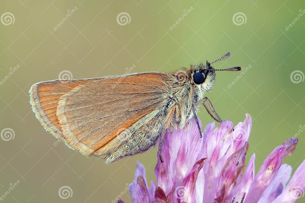 Moth. Profile. stock photo. Image of hairy, wildlife - 27368514
