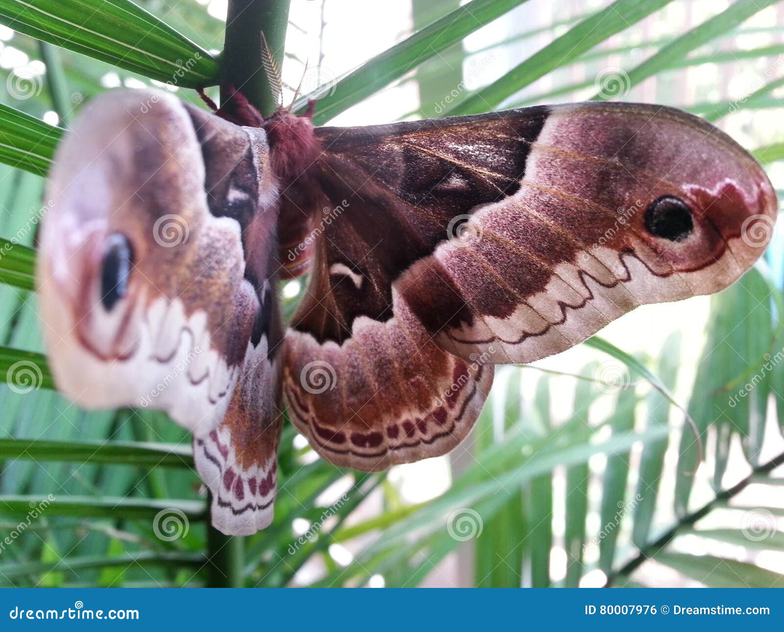 Moth stock photo. Image of plant, flutter, resting, butterfly - 80007976