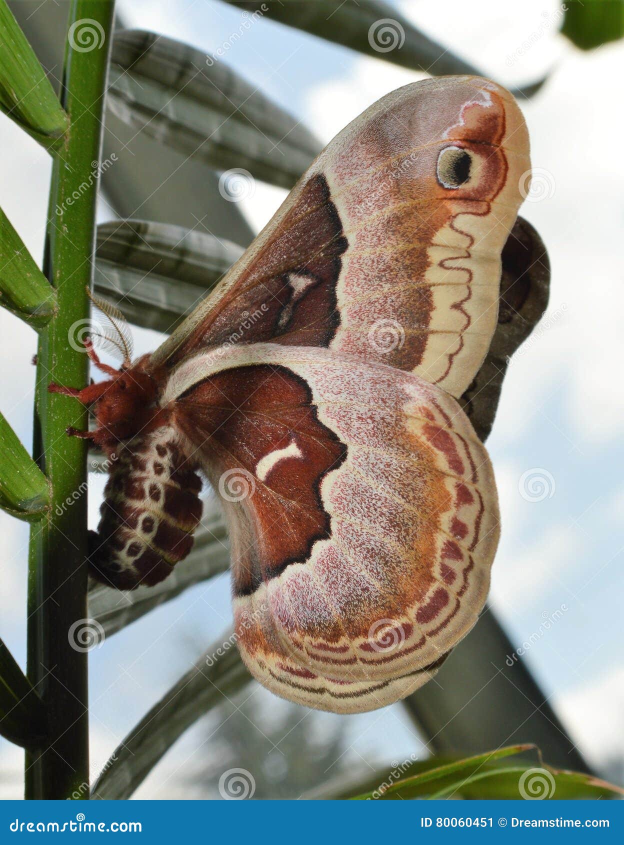 Moth stock image. Image of tropical, green, garden, brown - 80060451