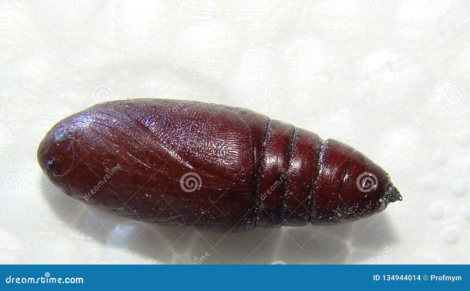 Moth| pupa| Close Up stock photo. Image of butterfly - 134944014