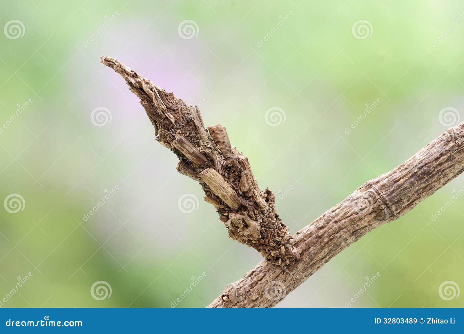 A moth pupae stock image. Image of closeup, micro, animals - 32803489