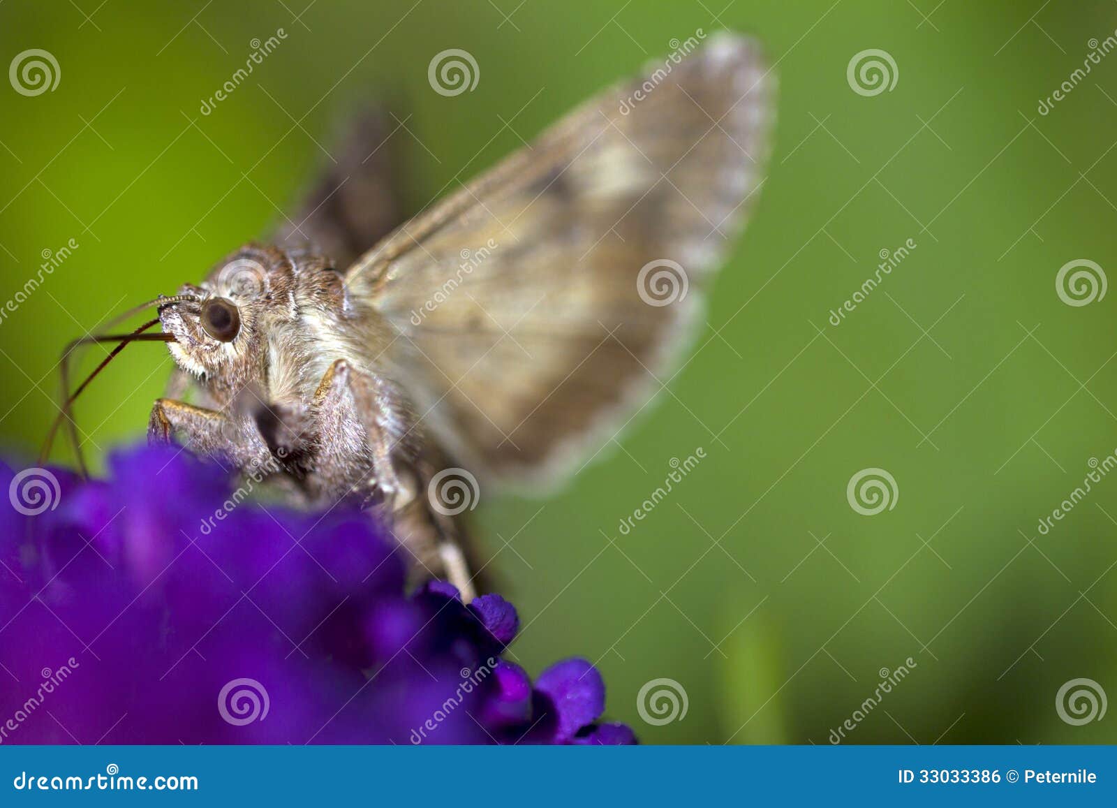 Moth on purple flower stock photo. Image of insect, gamma - 33033386