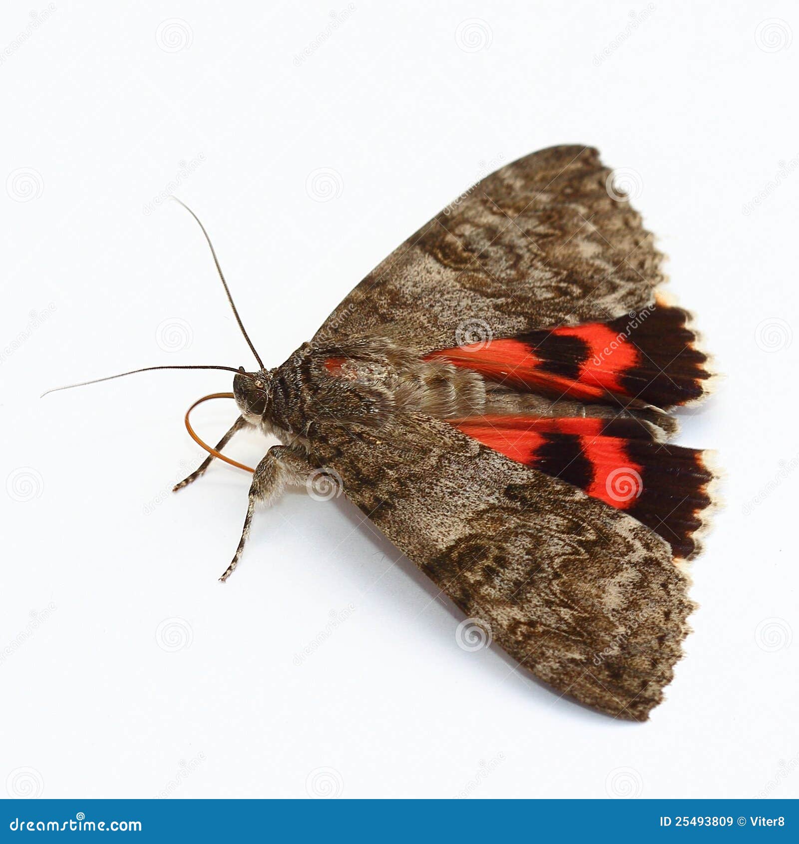 Caribbean Red And White Moth
