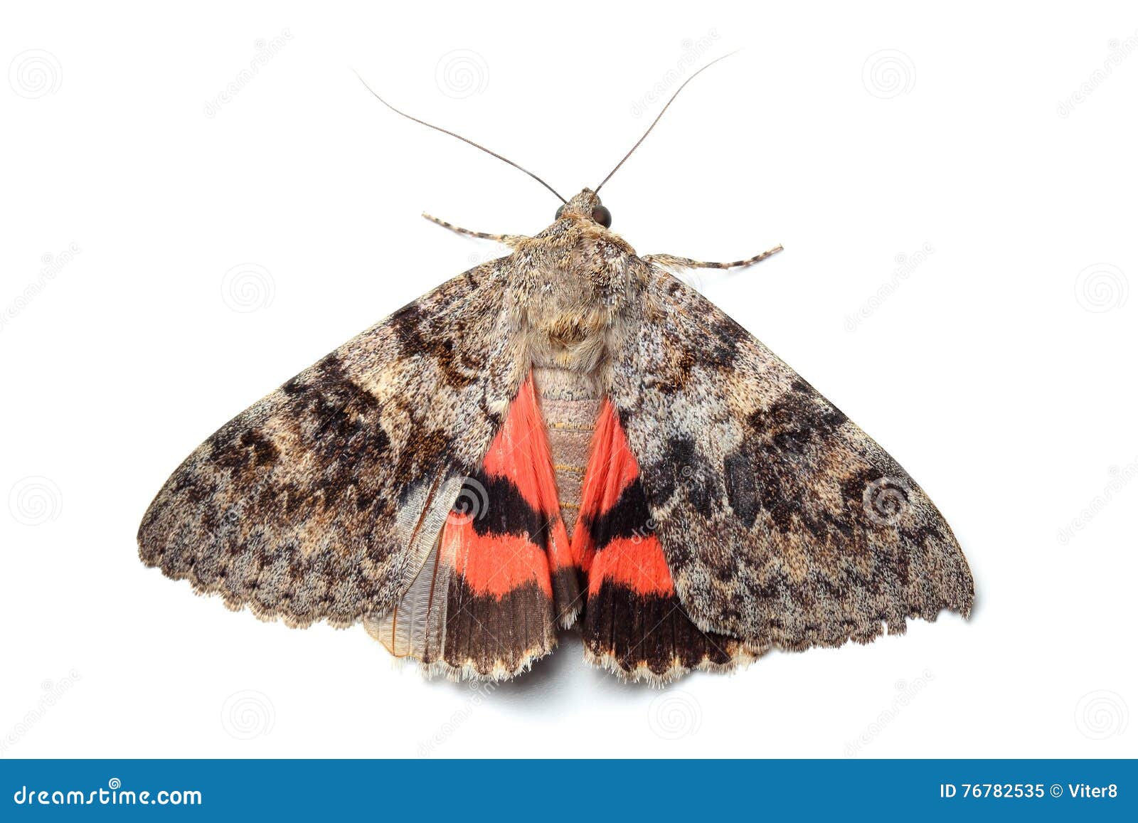 Moth - Red Underwing (Catocala Nupta) on White Stock Image - Image of ...