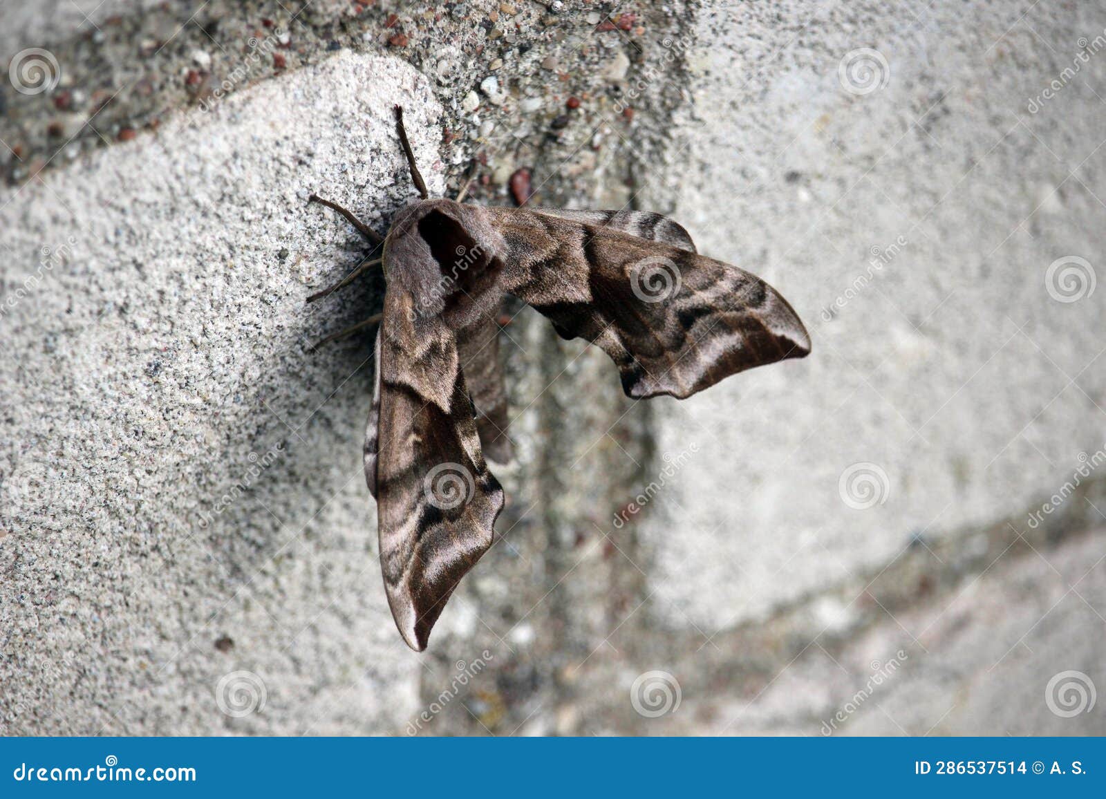 A Moth Resting on a Brick Wall Stock Photo - Image of ecology, mascot ...