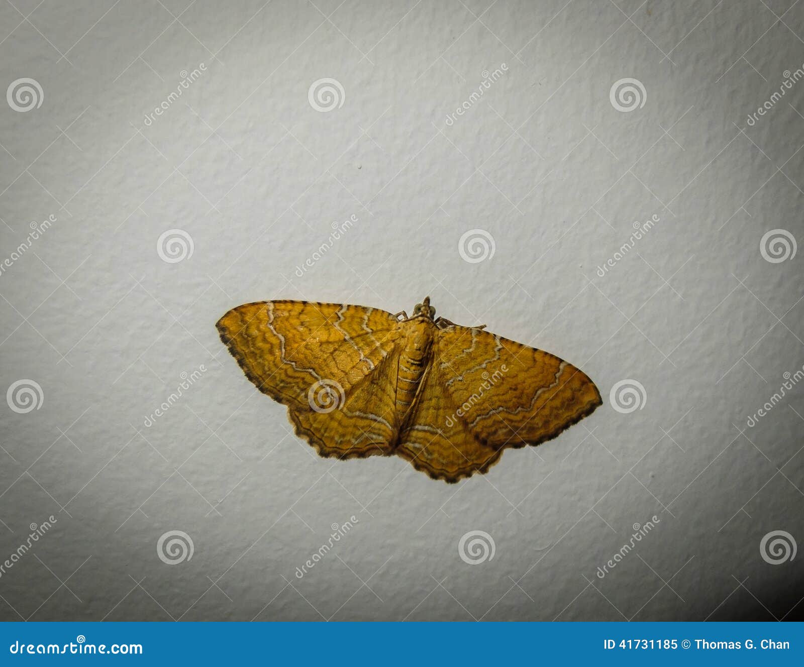 The moth stock image. Image of background, night, eterocera - 41731185