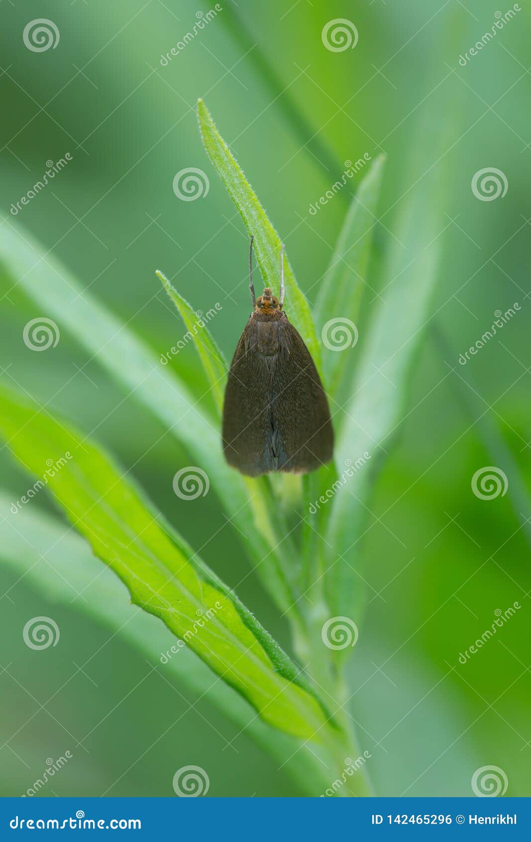 Moth resting on plant stock photo. Image of nature, wild - 142465296