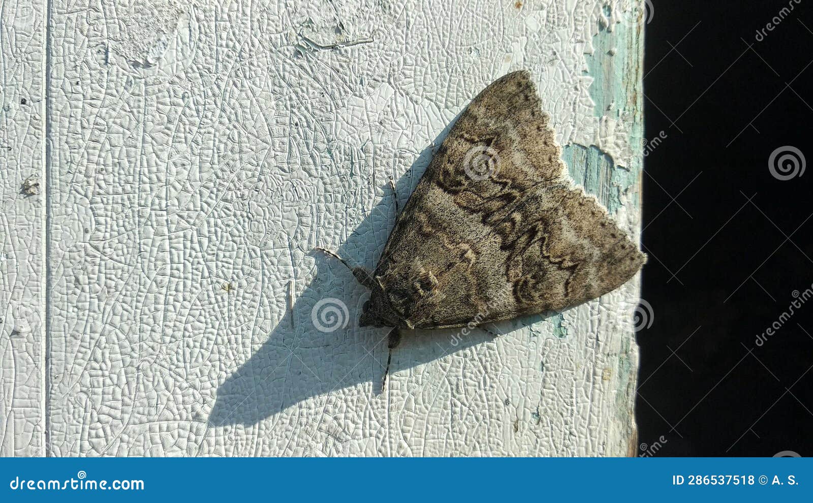 A moth resting on a wall stock photo. Image of natural - 286537518