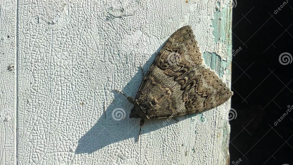 A moth resting on a wall stock photo. Image of natural - 286537518