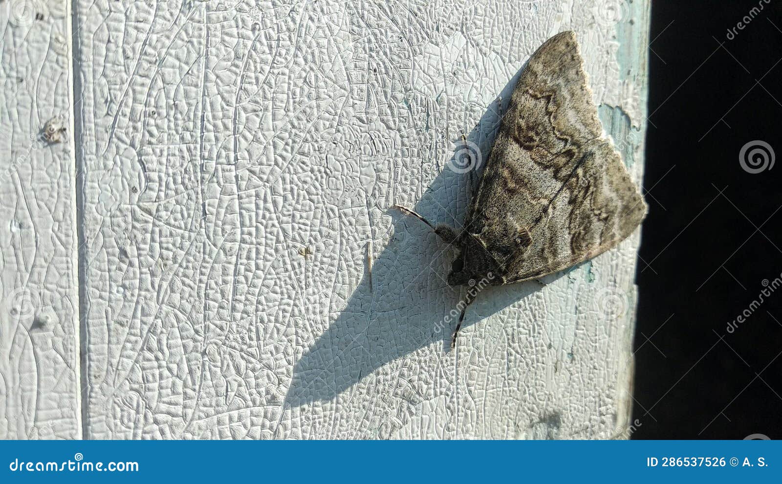 A moth resting on a wall stock photo. Image of surrounding - 286537526
